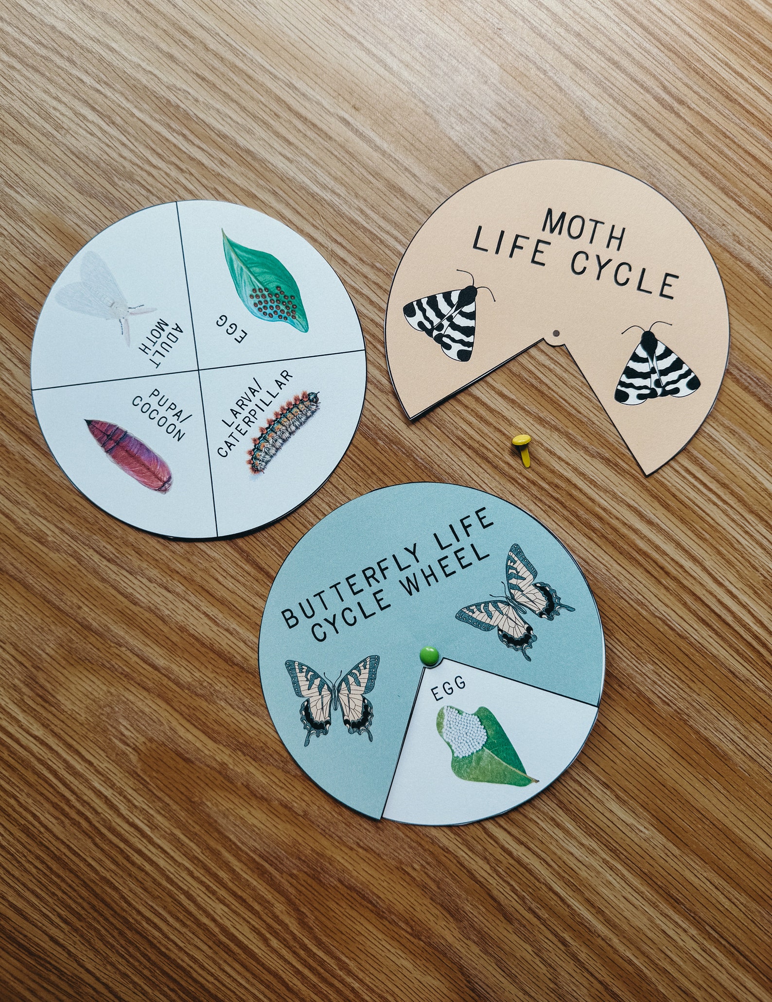 Butterfly & Moth Life Cycle Wheels, Learning Resource, Printable ...