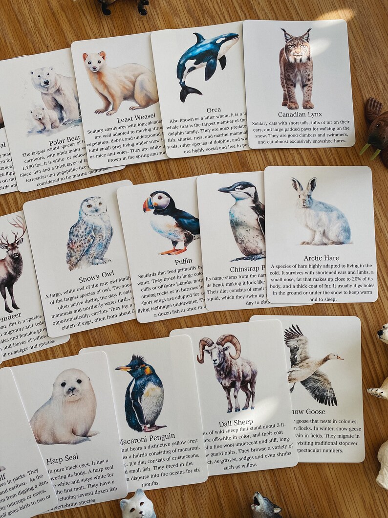 Polar Animal Flashcards, Arctic and Antarctic, Homeschool, Learning ...