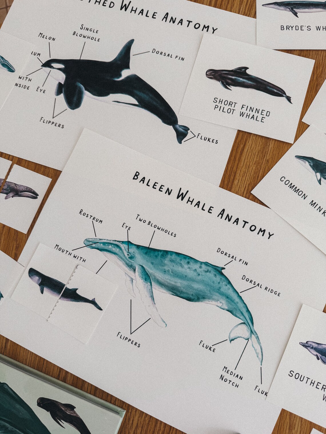 Whales Unit Study, Homeschool, Learning Resource, Printable, Nature ...