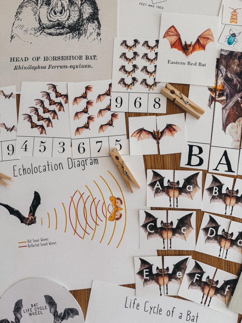 Bat Unit Study, 86 Page PDF, Morning Basket, Homeschool, Learning ...