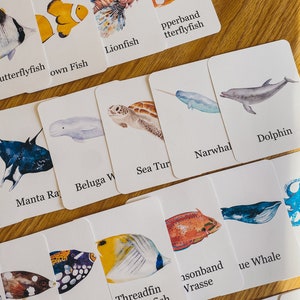 Ocean Animal Flashcards, Morning Basket, Homeschool, Learning Resource ...