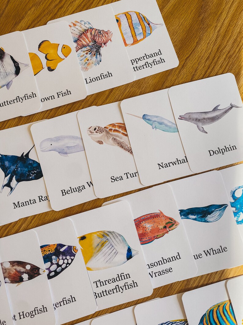 Ocean Animal Flashcards, Morning Basket, Homeschool, Learning Resource ...
