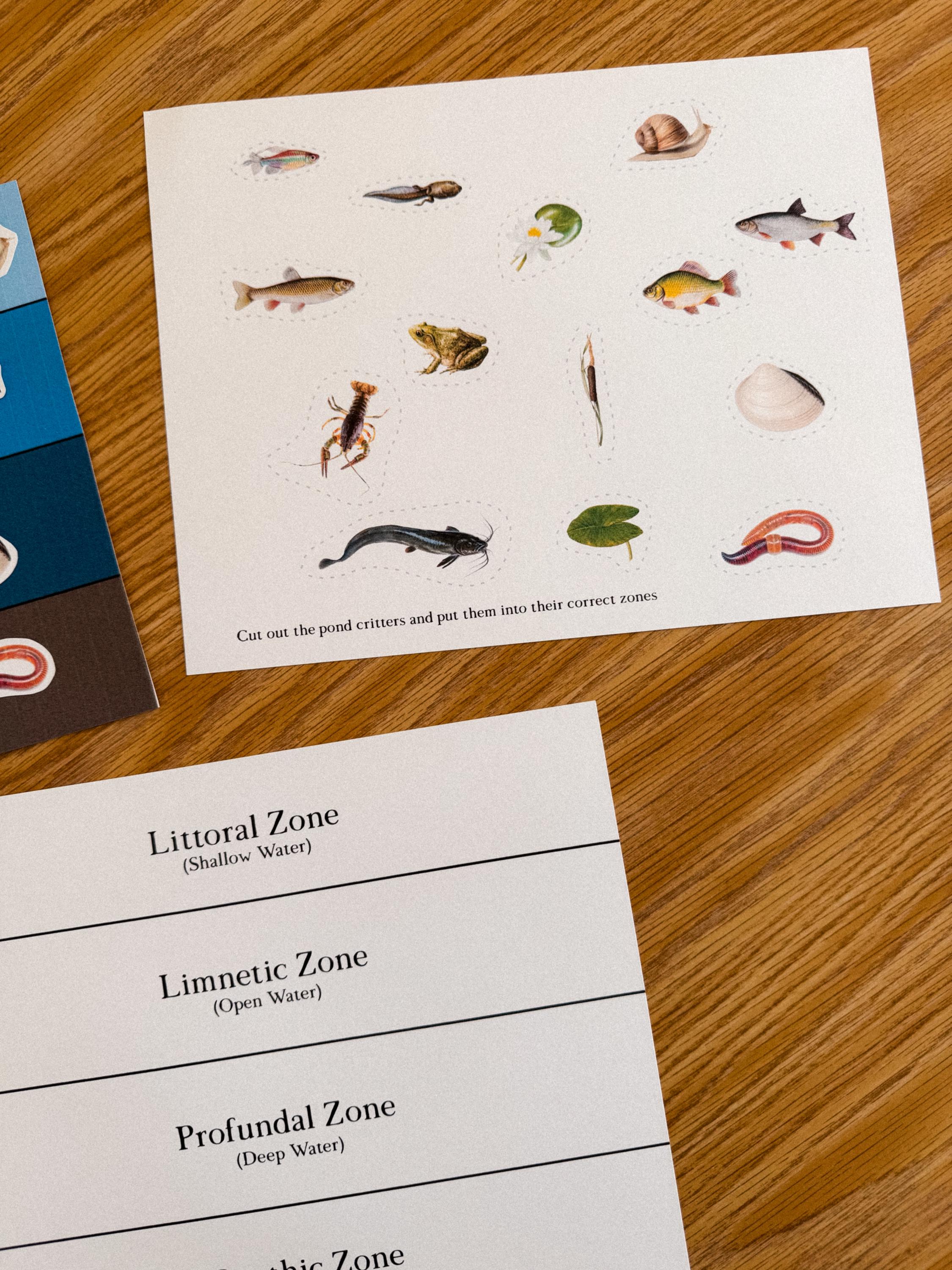 Pond and Lake Water Zones Activity, Morning Basket, Homeschool ...