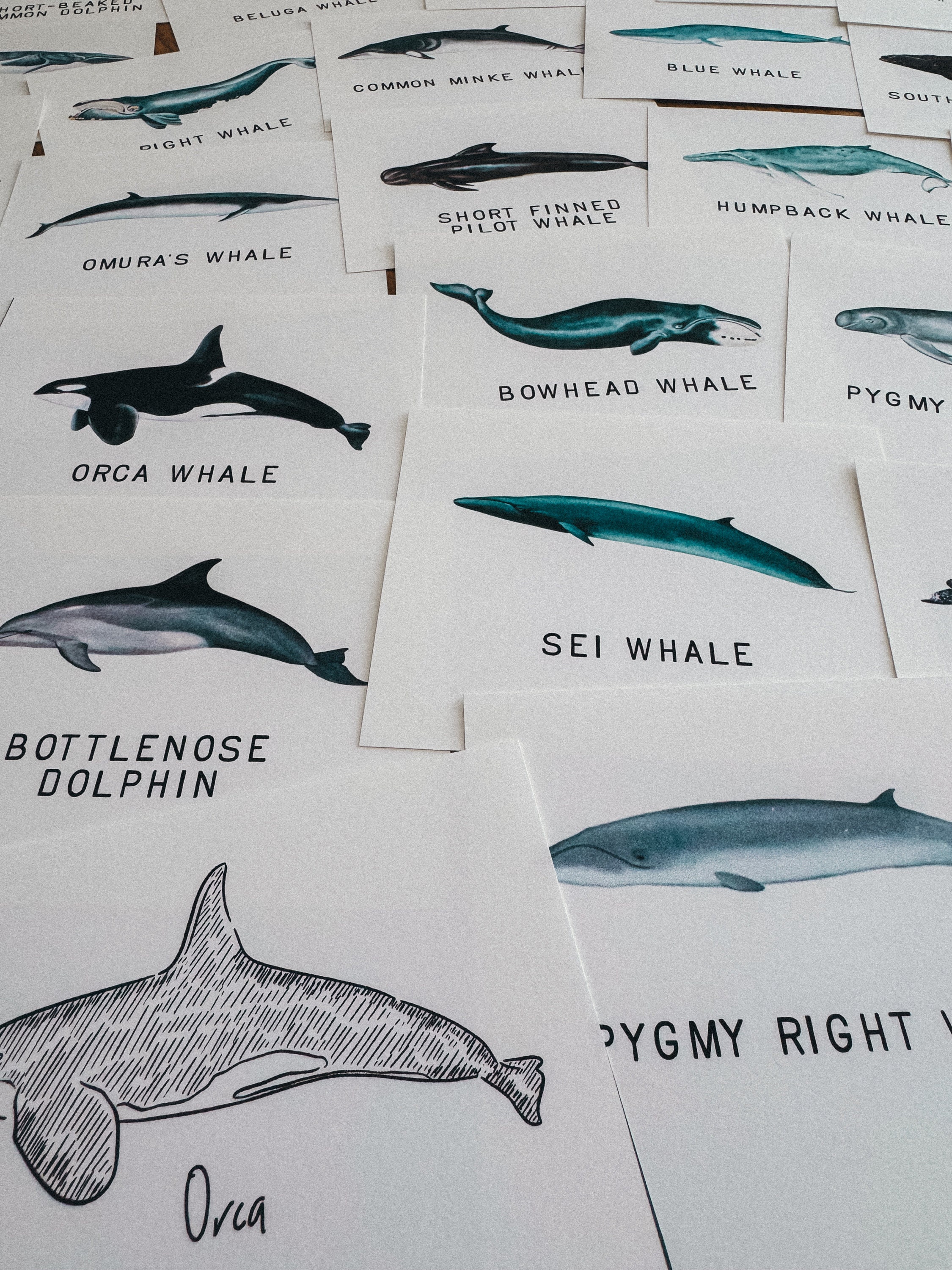Whales Species Flashcards, Homeschool, Learning Resource, Printable ...