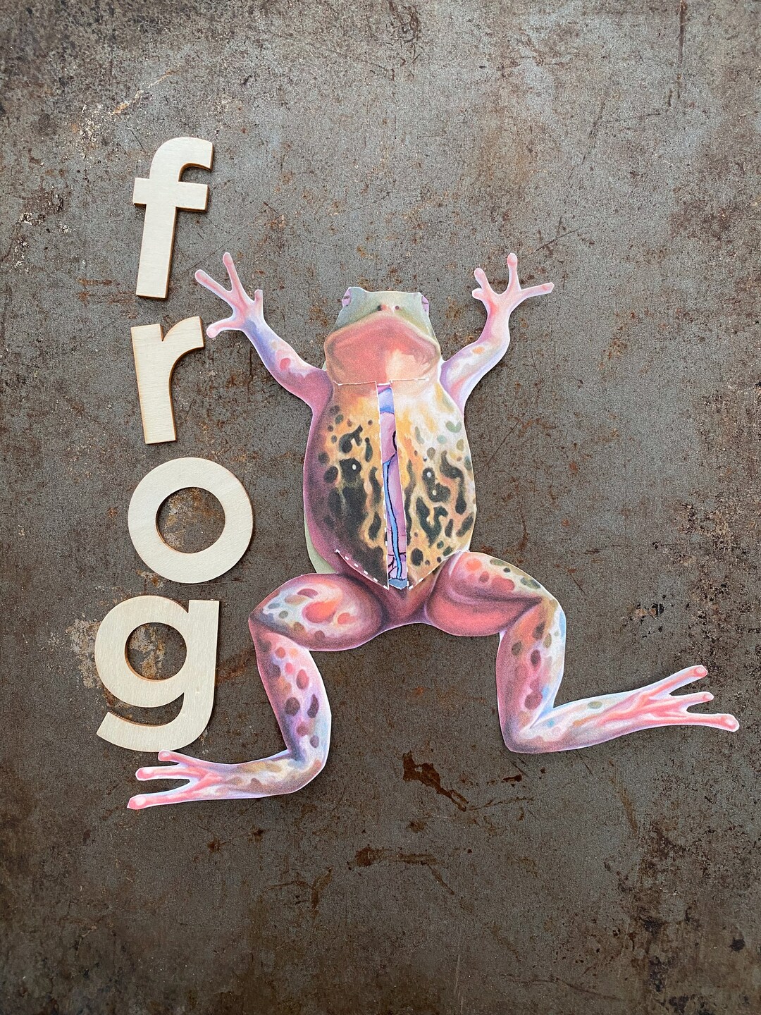 Paper Simulated Frog Dissection, Morning Basket, Homeschool, Learning ...