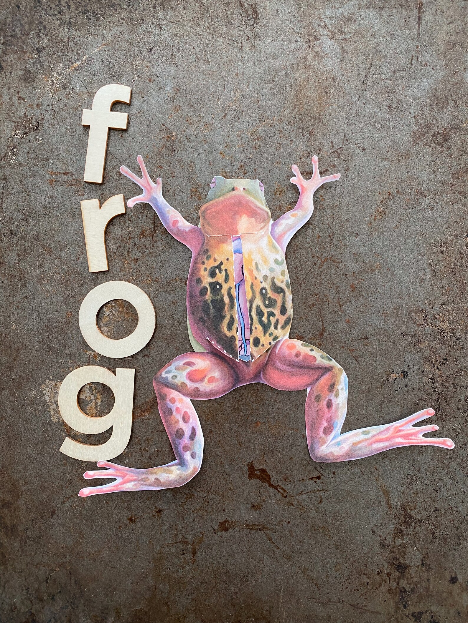 Paper Simulated Frog Dissection, Morning Basket, Homeschool, Learning ...