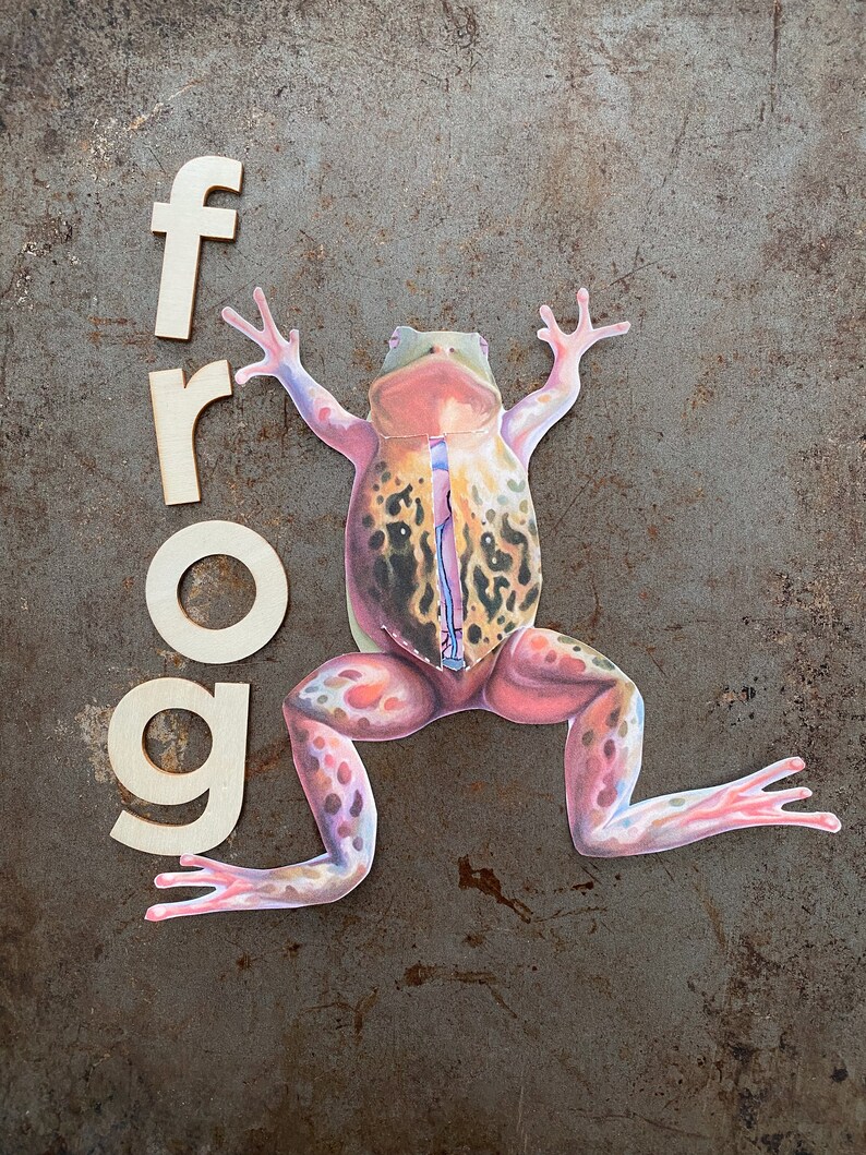 Paper Simulated Frog Dissection, Morning Basket, Homeschool, Learning ...