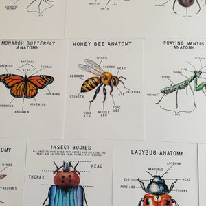 Insect Anatomy Mini Posters, Morning Basket, Homeschool, Learning ...