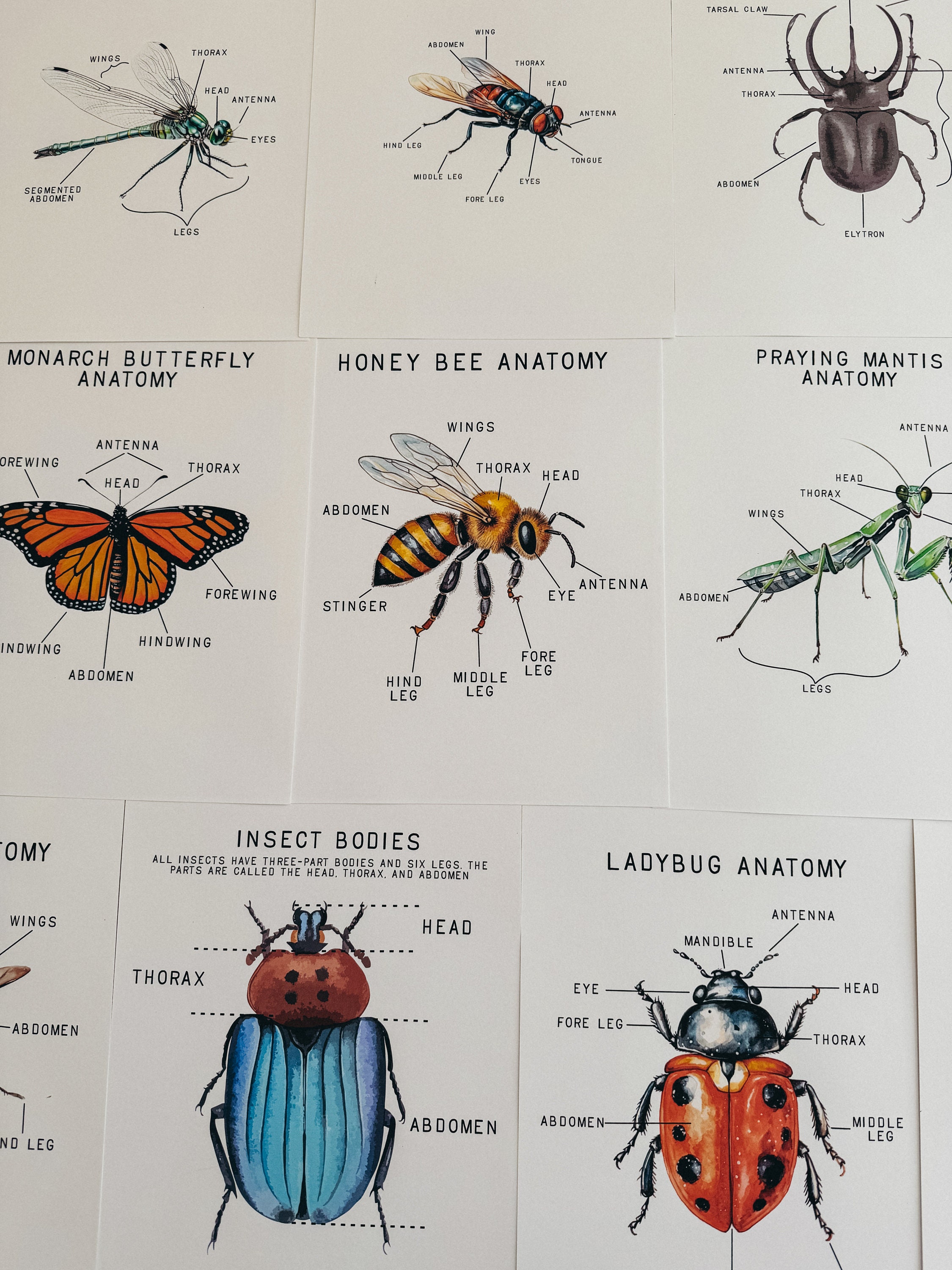 Insect Anatomy Mini Posters, Morning Basket, Homeschool, Learning ...