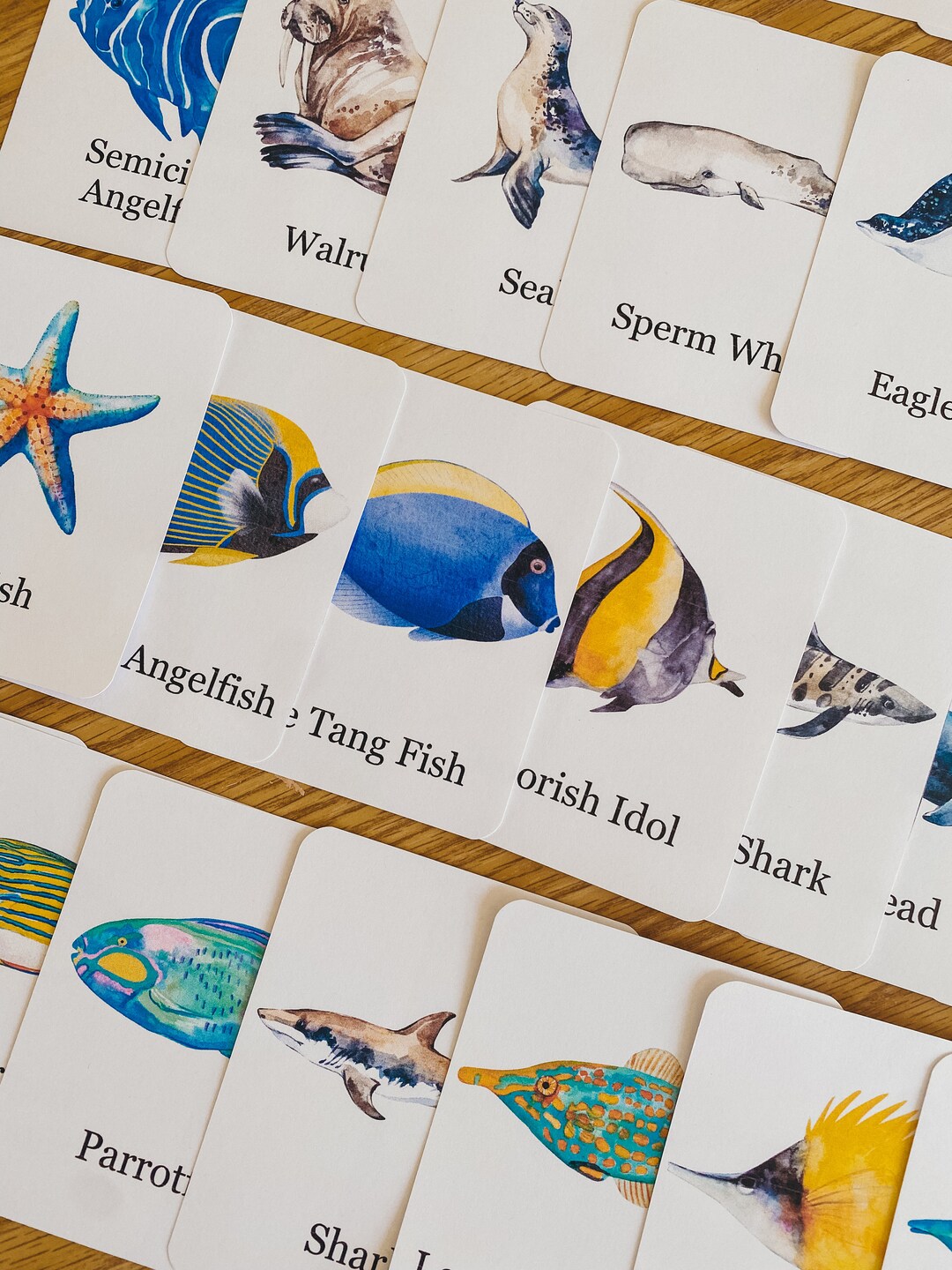 Ocean Animal Flashcards, Morning Basket, Homeschool, Learning Resource ...