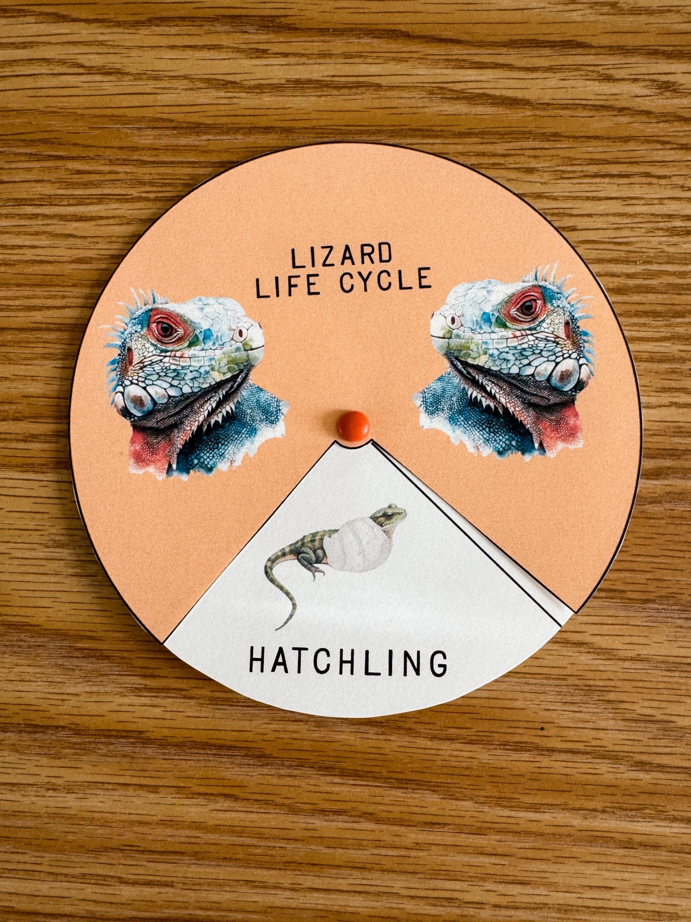 Lizard Life Cycle Wheel and Worksheet, Learning Resource, Printable ...