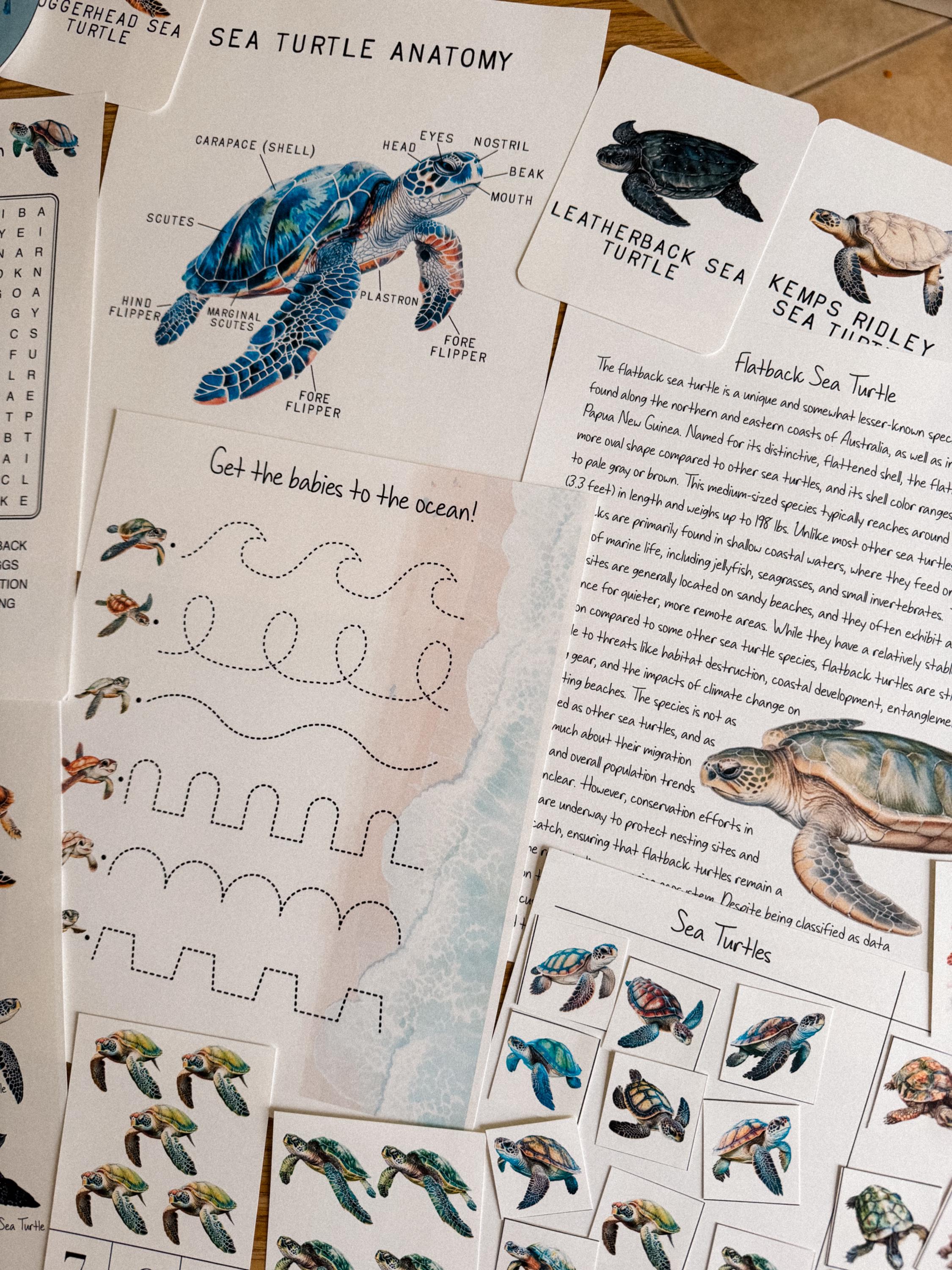 Sea Turtles Unit Study, Homeschool, Learning Resource, Printable ...