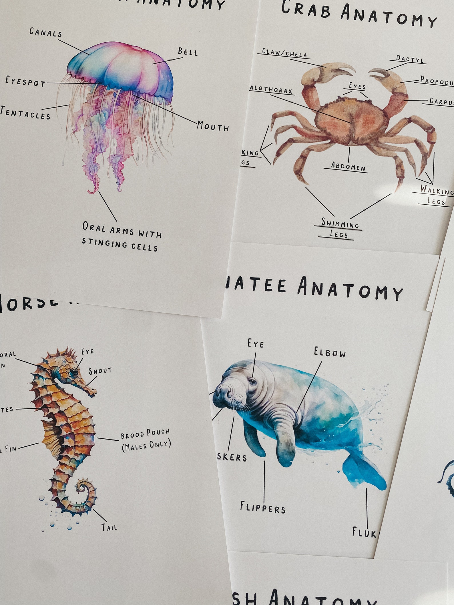 Ocean Animal Anatomy Mini Posters, Morning Basket, Homeschool, Learning ...