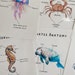 Ocean Animal Anatomy Mini Posters, Morning Basket, Homeschool, Learning ...