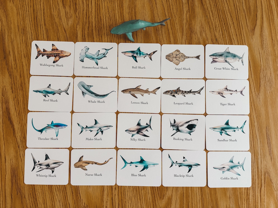 Shark Species Flashcards, Morning Basket, Homeschool, Learning Resource ...