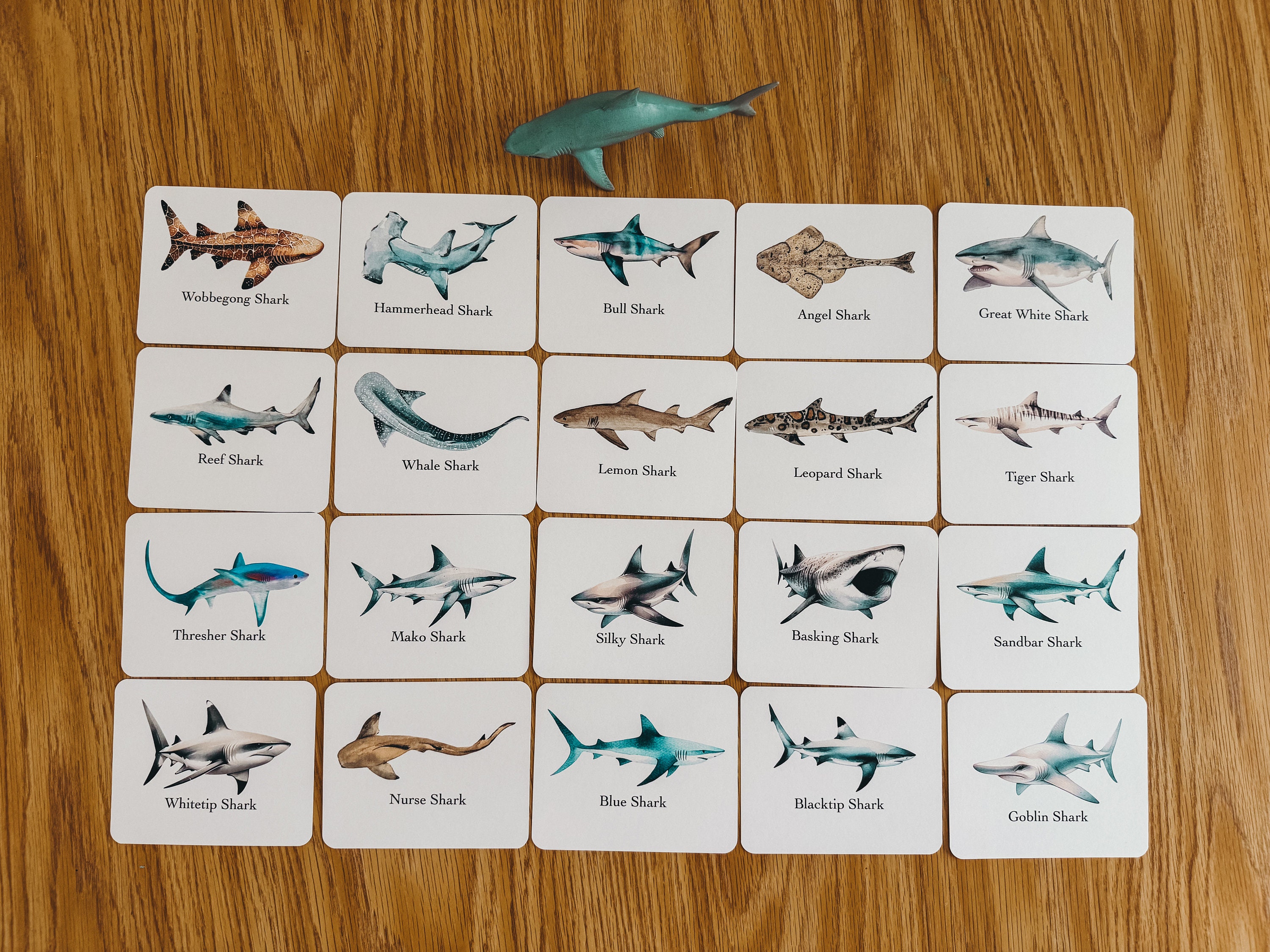 Shark Species Flashcards, Morning Basket, Homeschool, Learning Resource ...