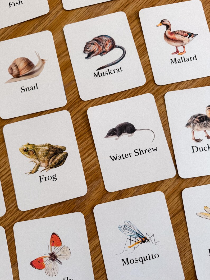 Pond Life Flashcards, Morning Basket, Homeschool, Learning Resource ...