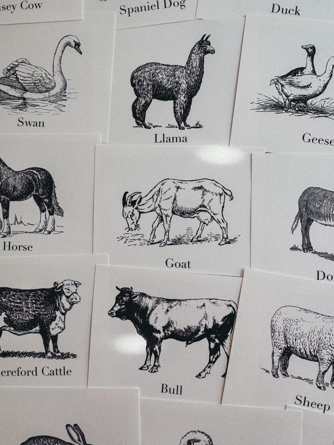 Vintage Farm Animal Flashcards, Homeschool, Learning Resource ...