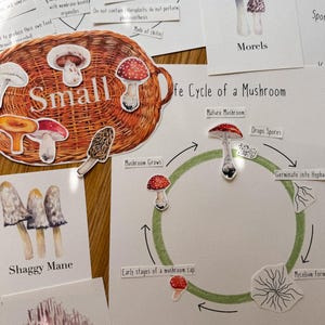 Mushroom & Fungi Unit Study, 110 Page PDF, Morning Basket, Homeschool ...