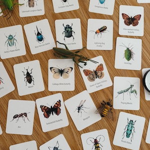 Insect Flashcards, Homeschool, Learning Resource, Printable, Nature ...
