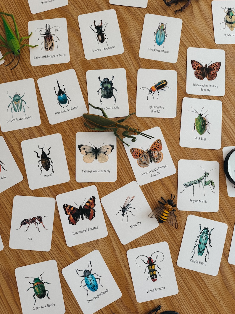 Tarjetas didácticas de insectos, educación en el hogar, recursos de ...