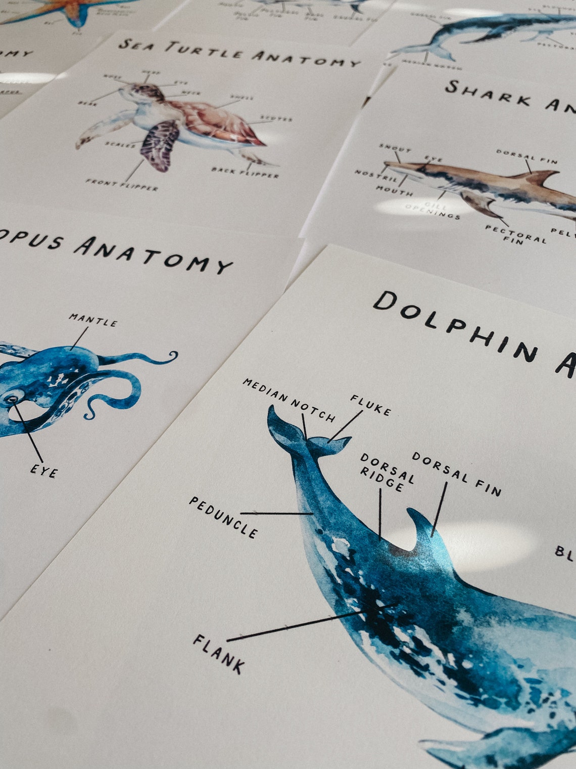 Ocean Animal Anatomy Mini Posters, Morning Basket, Homeschool, Learning ...