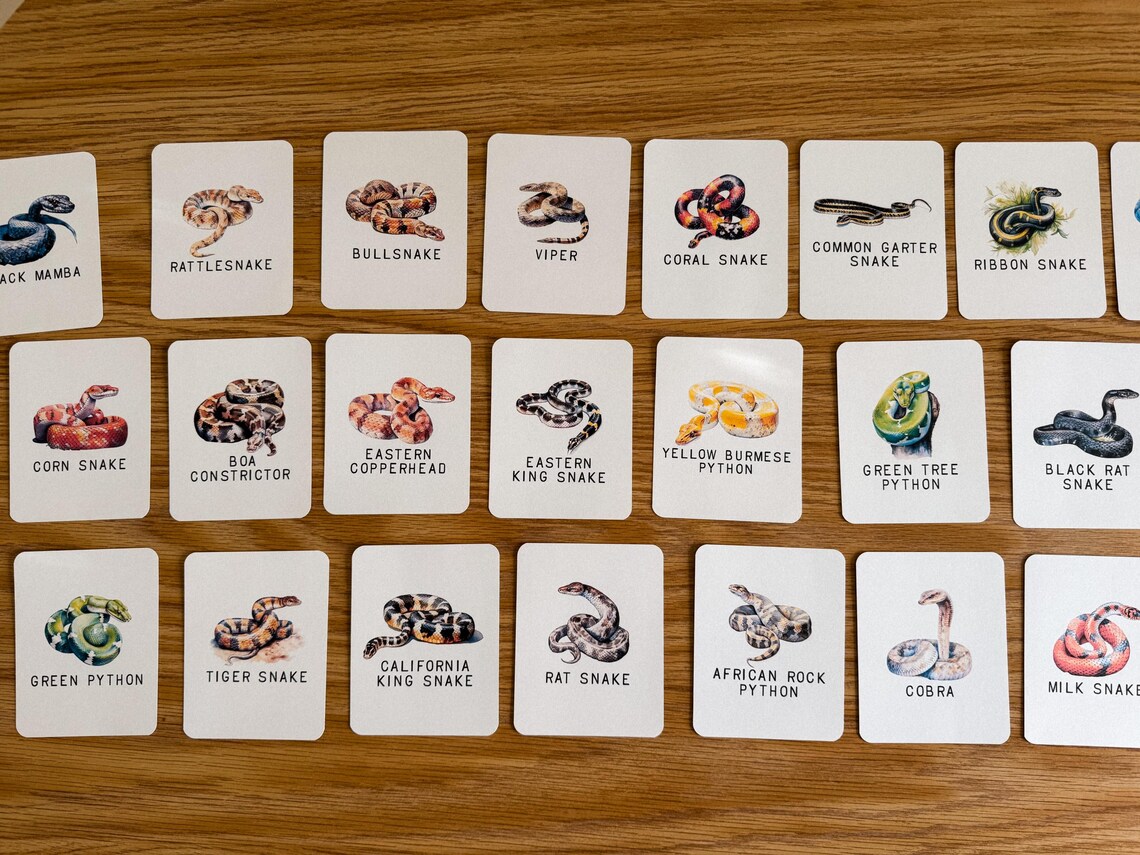 Snake Species Flashcards, Homeschool, Learning Resource, Printable ...