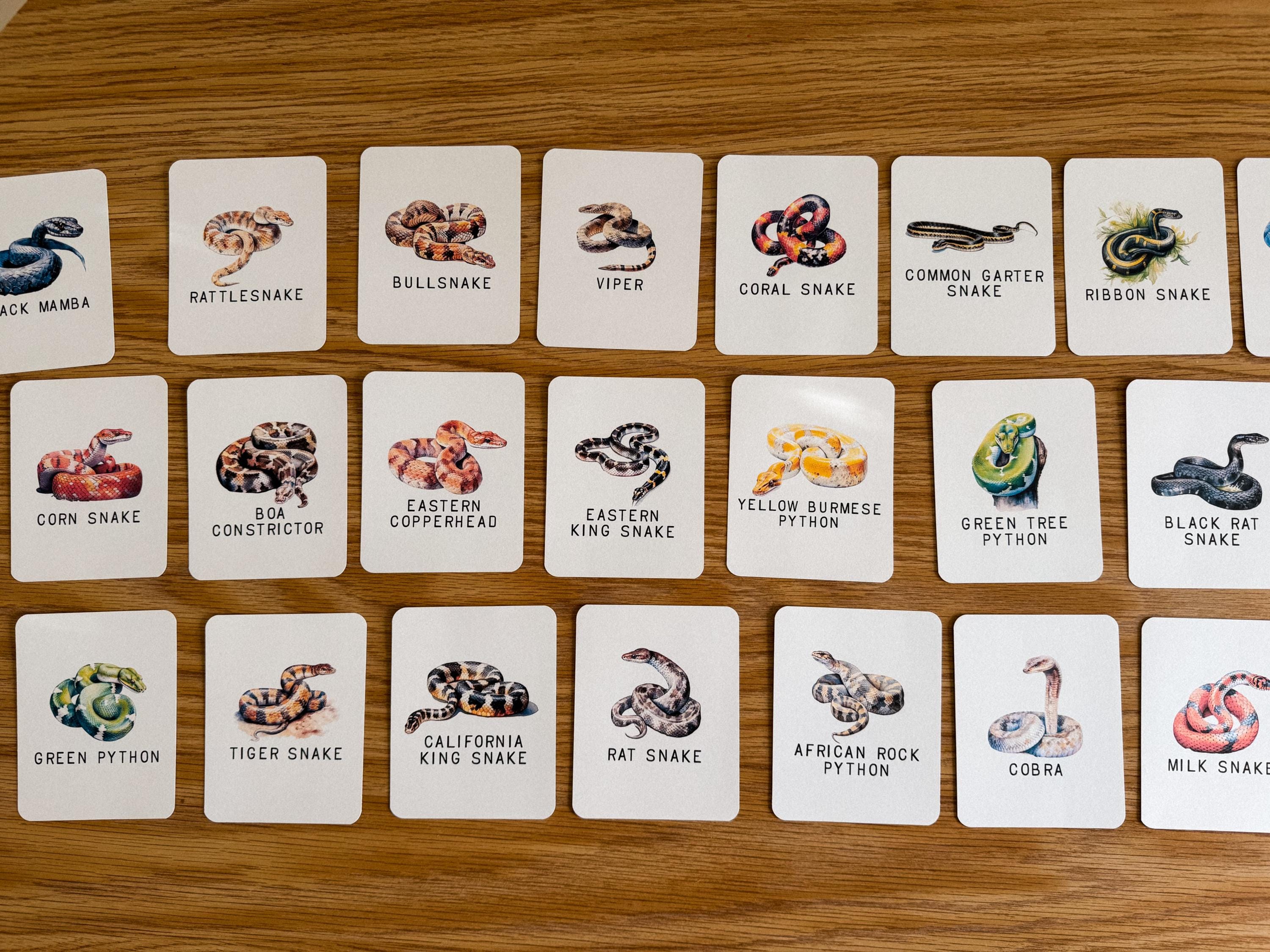 Snake Species Flashcards, Homeschool, Learning Resource, Printable ...