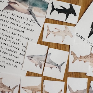Shark Unit Study, Homeschool, Learning Resource, Printable, Nature ...