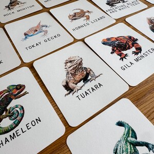Reptile Species Flashcards, Homeschool, Learning Resource, Printable ...