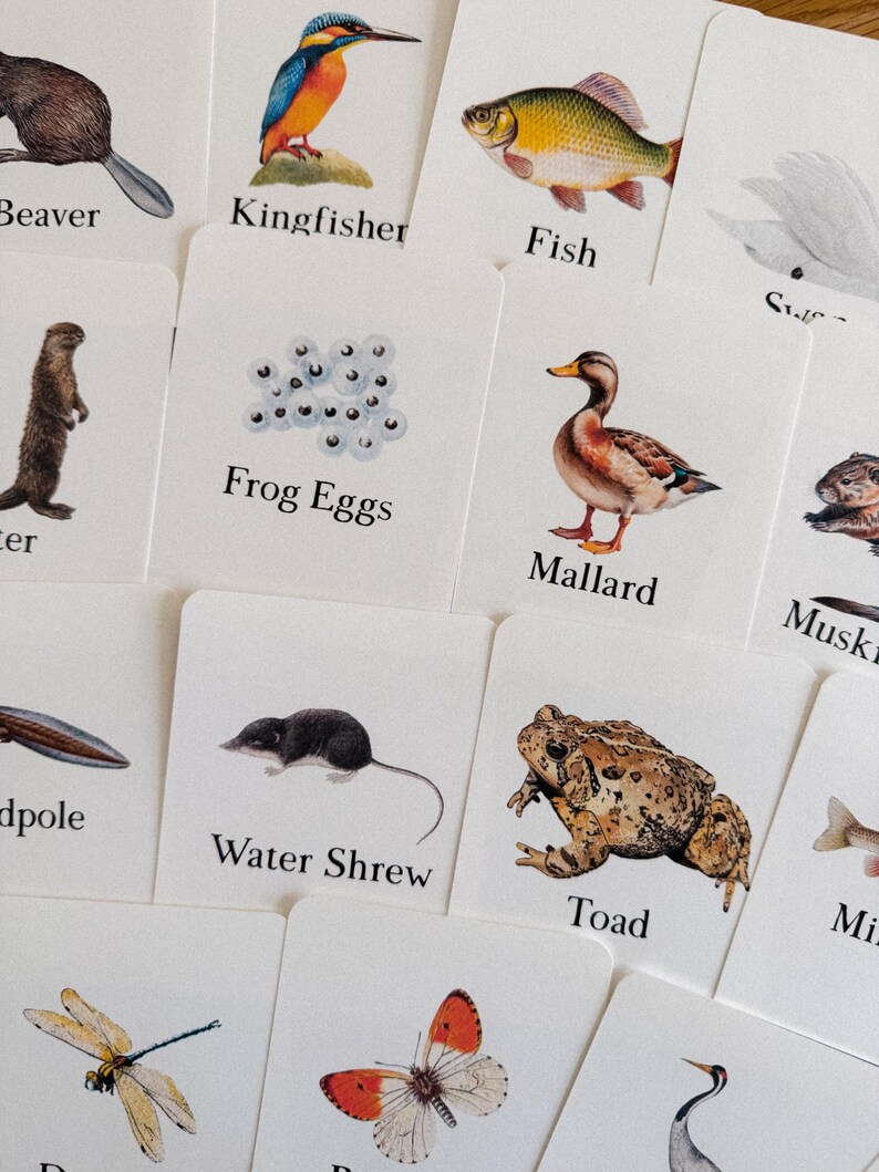 Pond Life Flashcards, Morning Basket, Homeschool, Learning Resource ...