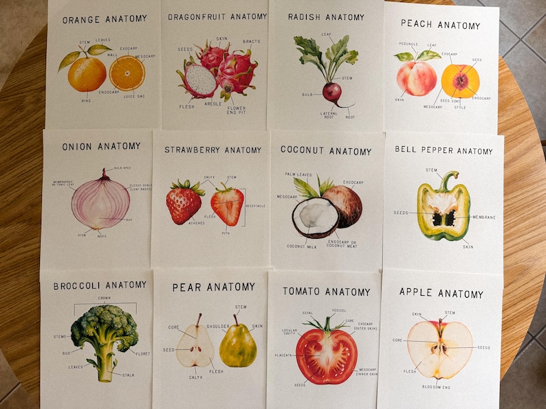 Fruit and Vegetable Anatomy Mini Posters, Morning Basket, Homeschool ...