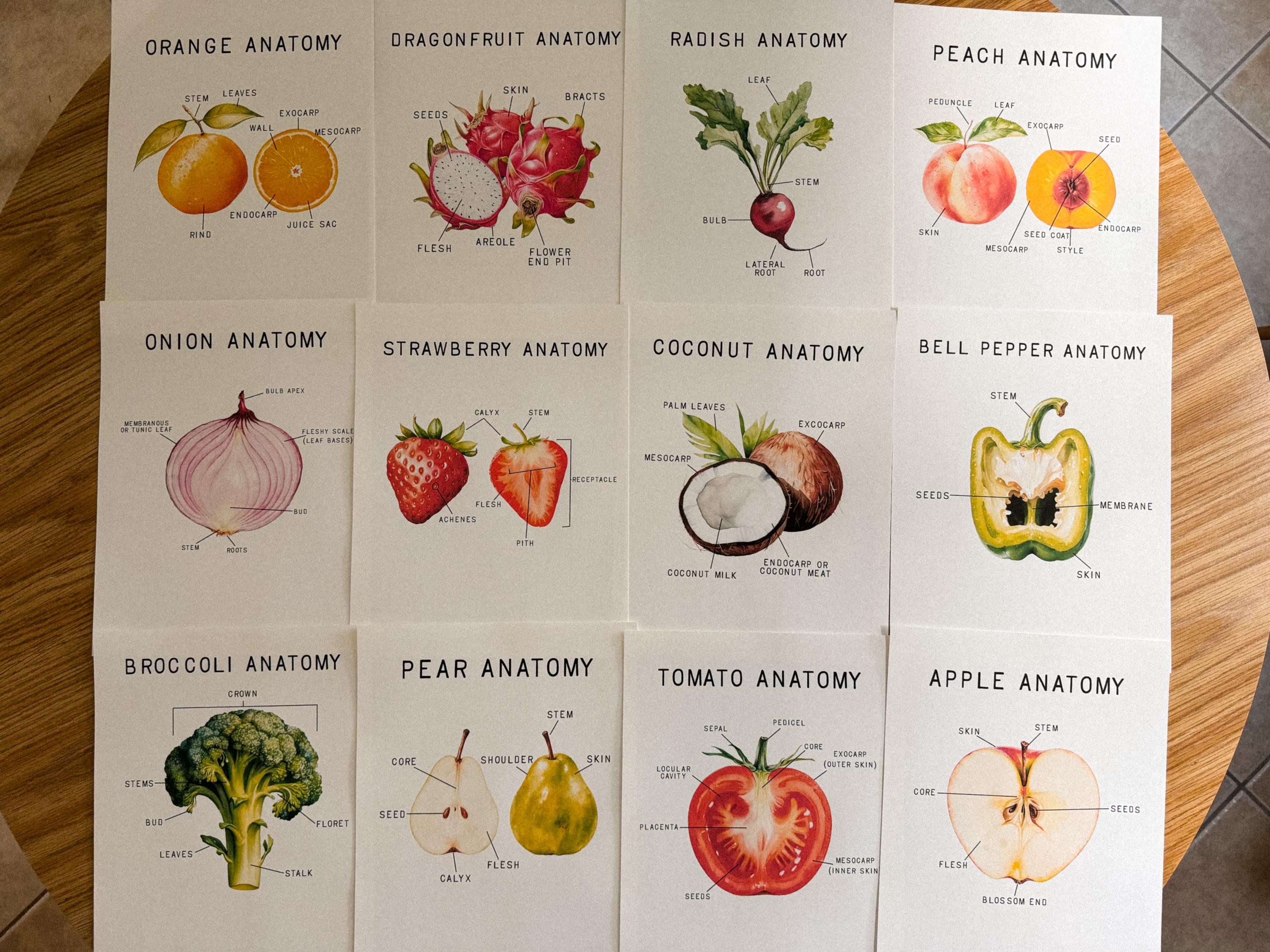 Fruit and Vegetable Anatomy Mini Posters, Morning Basket, Homeschool ...