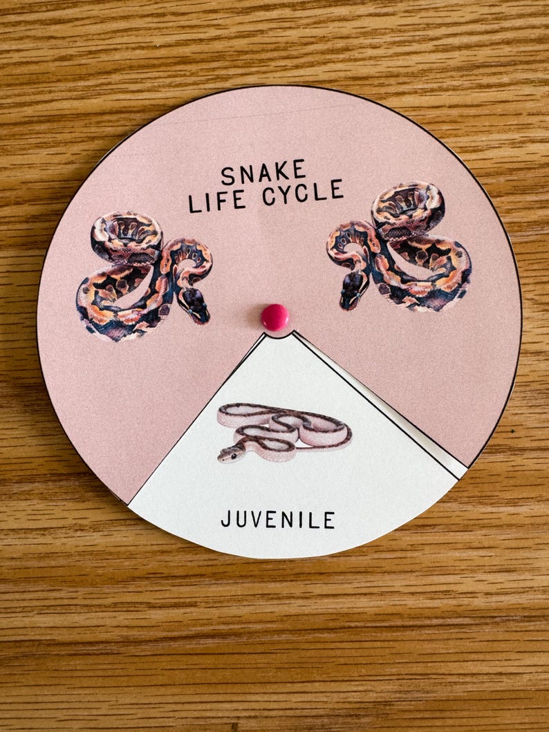 Snake Life Cycle Wheel and Worksheet, Learning Resource, Printable ...