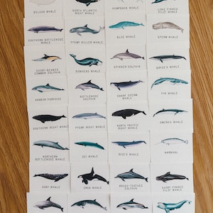 Whales Unit Study, Homeschool, Learning Resource, Printable, Nature ...