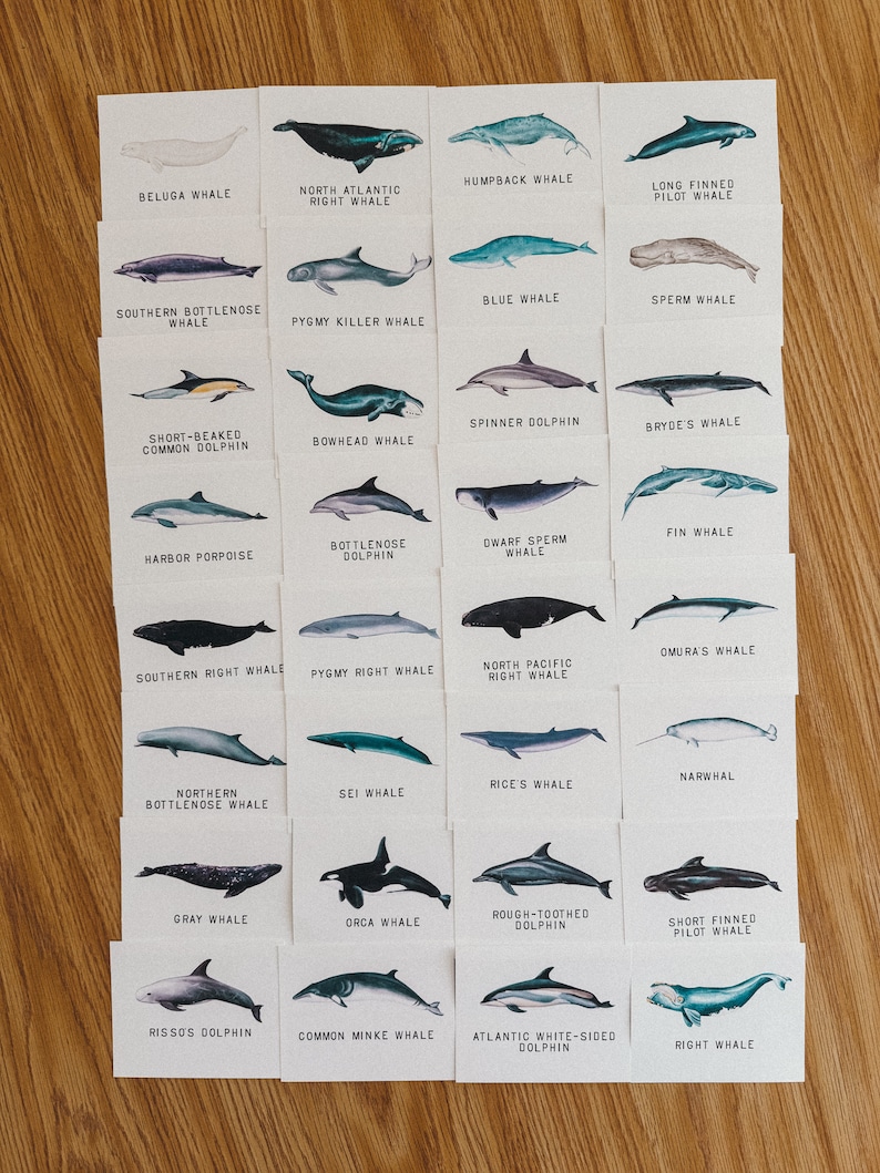 Whales Unit Study, Homeschool, Learning Resource, Printable, Nature ...