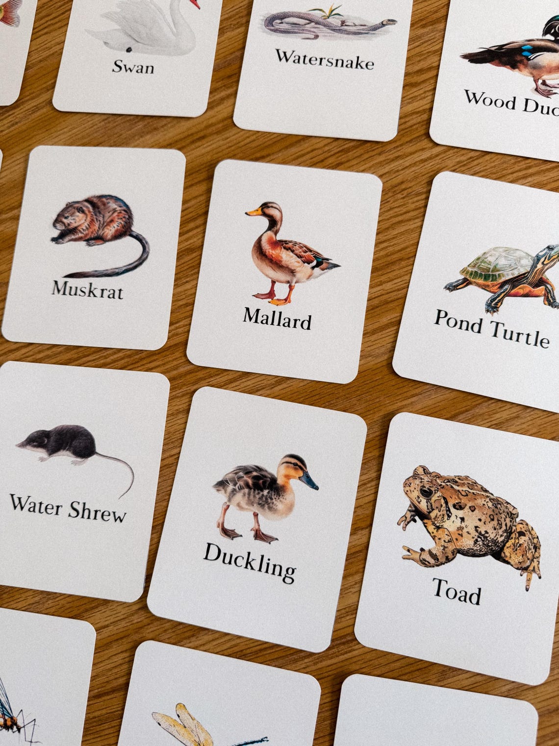 Pond Life Flashcards, Morning Basket, Homeschool, Learning Resource ...