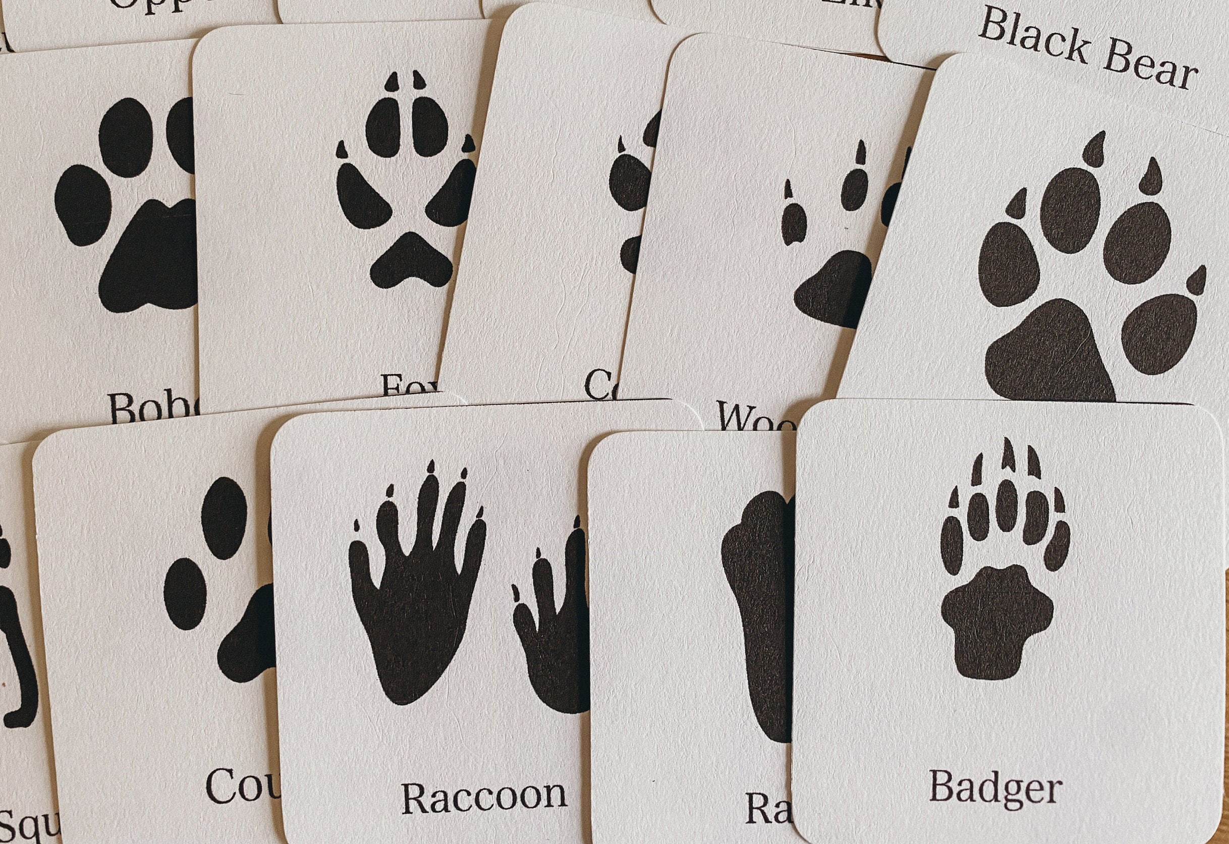 Animal Track Mini Flashcards, Morning Basket, Homeschool, Learning ...