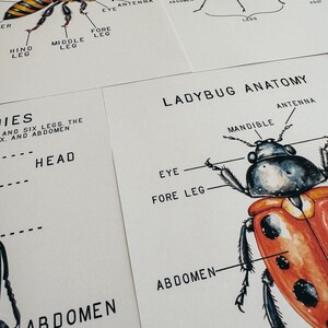 Insect Anatomy Mini Posters, Morning Basket, Homeschool, Learning ...