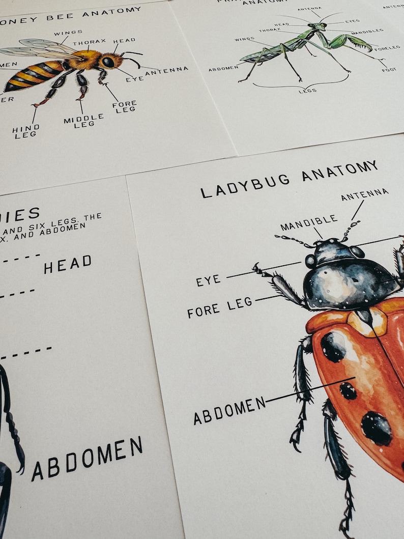 Insect Anatomy Mini Posters, Morning Basket, Homeschool, Learning ...
