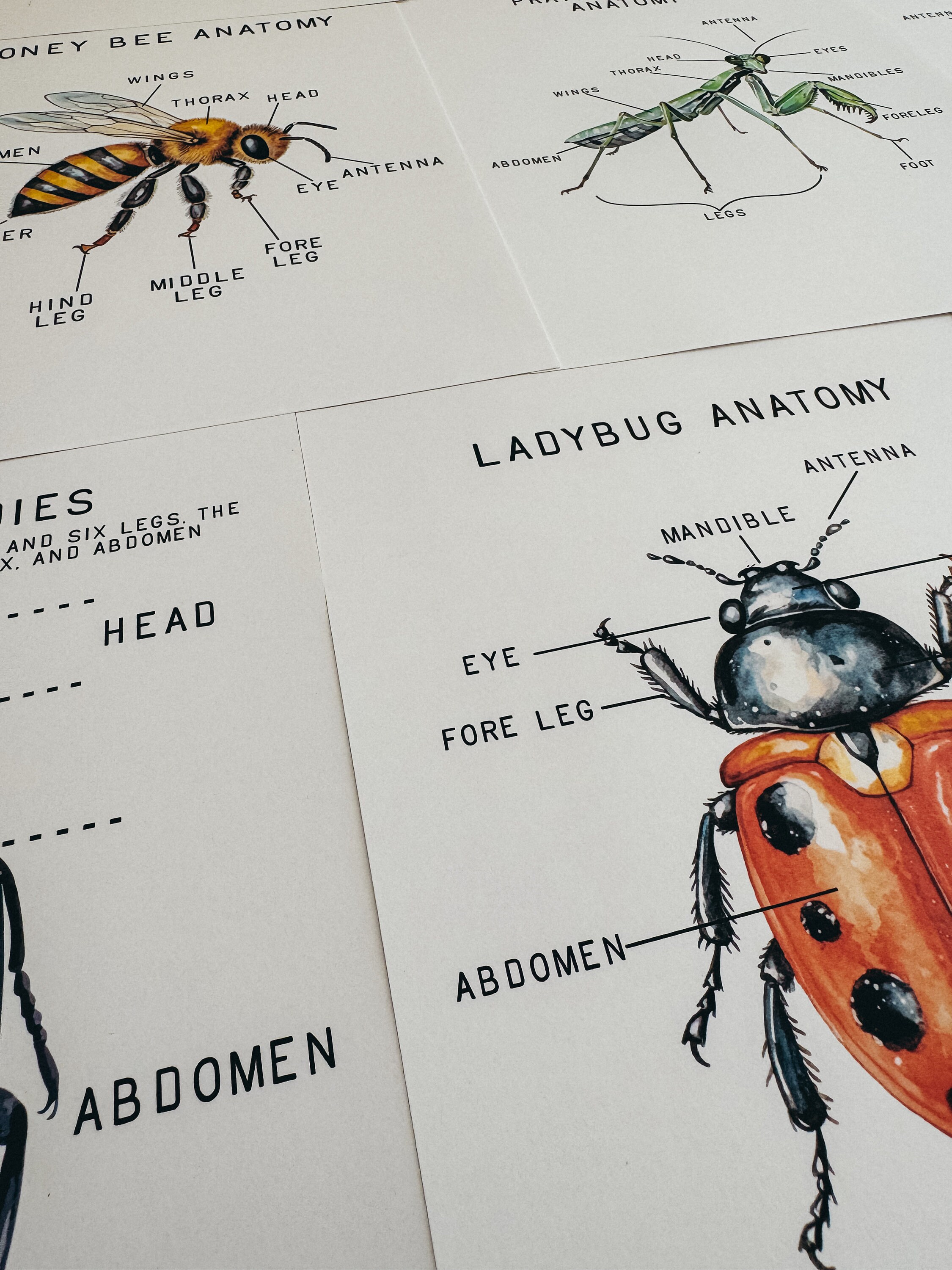 Insect Anatomy Mini Posters, Morning Basket, Homeschool, Learning ...
