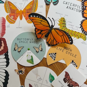 Butterfly & Moth Unit Study, 119 Page PDF, Morning Basket, Homeschool ...