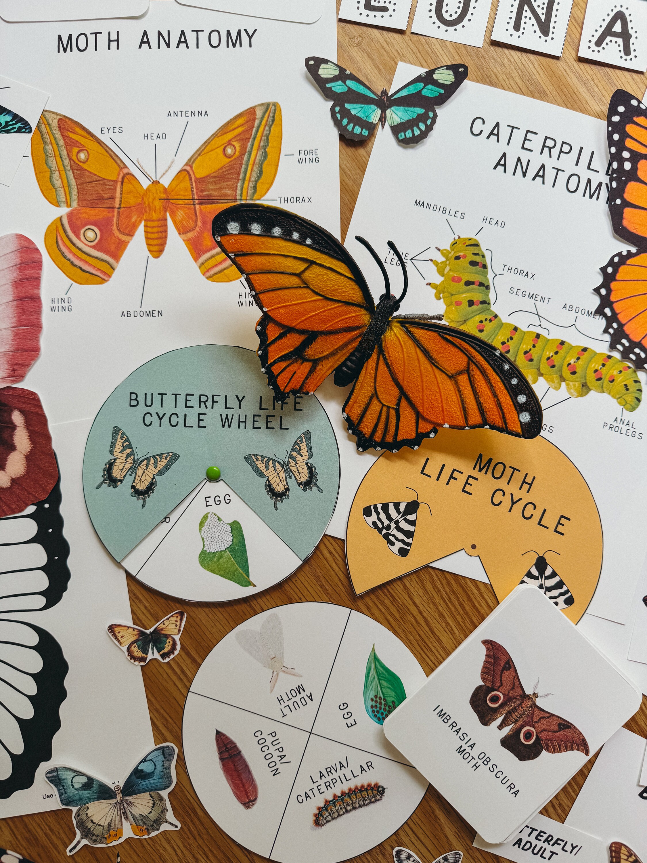 Butterfly & Moth Unit Study, 119 Page PDF, Morning Basket, Homeschool ...