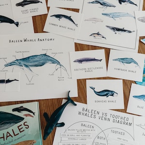 Whales Unit Study, Homeschool, Learning Resource, Printable, Nature ...