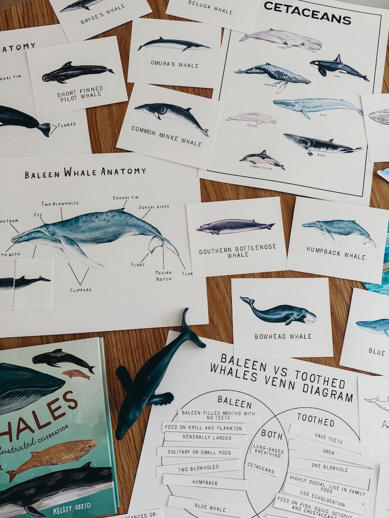 Whales Unit Study, Homeschool, Learning Resource, Printable, Nature ...