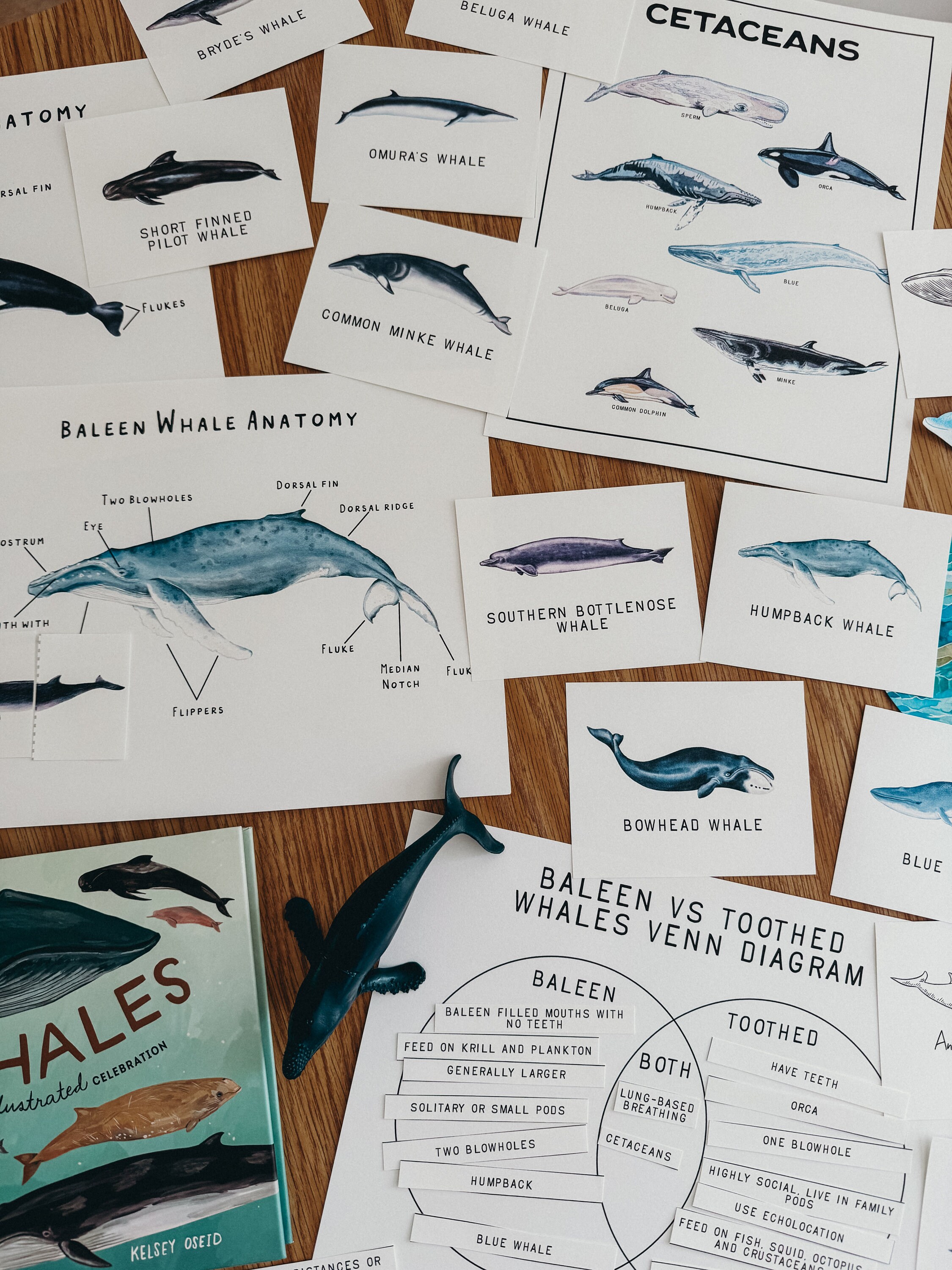 Whales Unit Study, Homeschool, Learning Resource, Printable, Nature ...