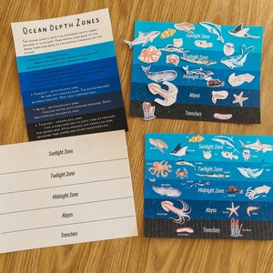 Ocean Zones Activity, Morning Basket, Homeschool, Learning Resource ...