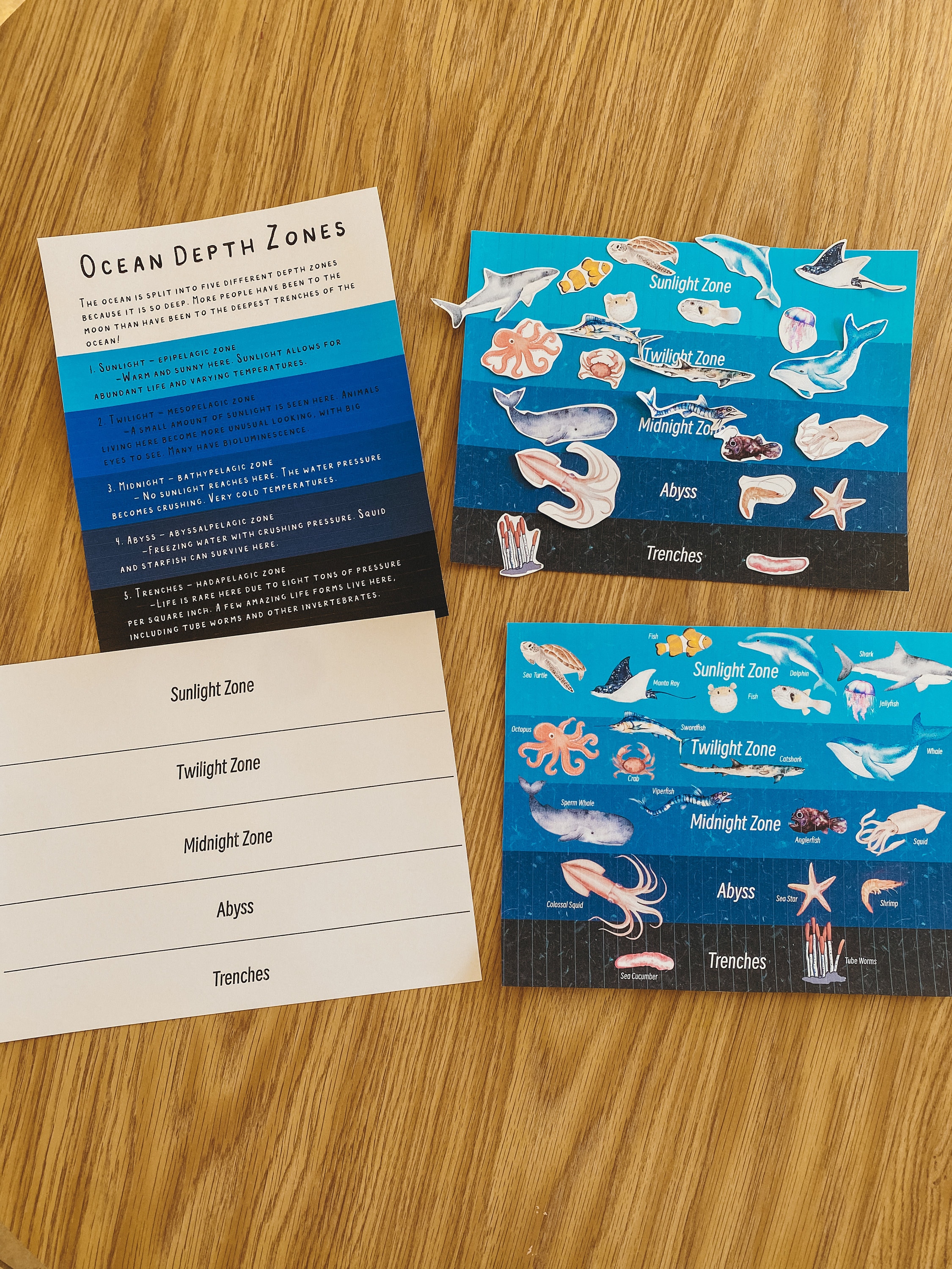 Ocean Zones Activity, Morning Basket, Homeschool, Learning Resource ...