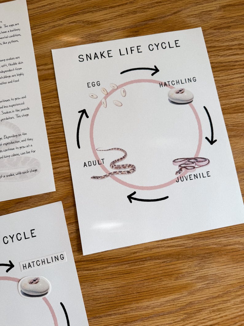 Snake Life Cycle Wheel and Worksheet, Learning Resource, Printable ...