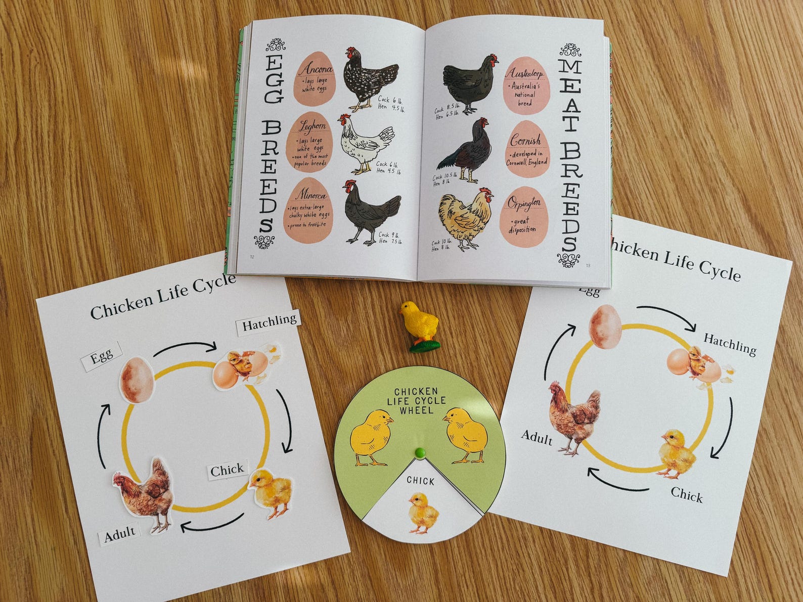 Chicken Life Cycle Wheel and Worksheet, Homeschool, Learning Resource ...